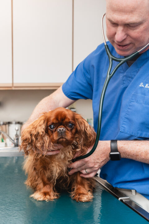 Best Vet Hospital In Falmouth, ME | Falmouth Veterinary